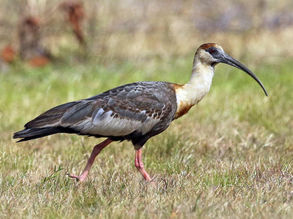 Buff-necked Ibis - Theristicus caudatus - Birds of the World