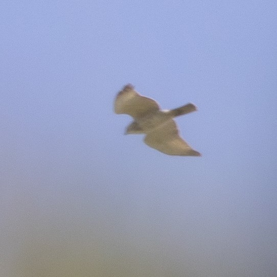 North Carolina Bird Atlas Checklist - 3 May 2023 - 299 Duck Rd - 24 species