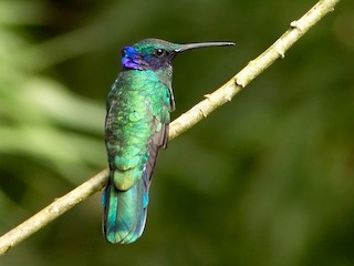 アオミミハチドリ - eBird アオミミハチドリ - eBird
