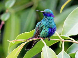 アオミミハチドリ - eBird アオミミハチドリ - eBird