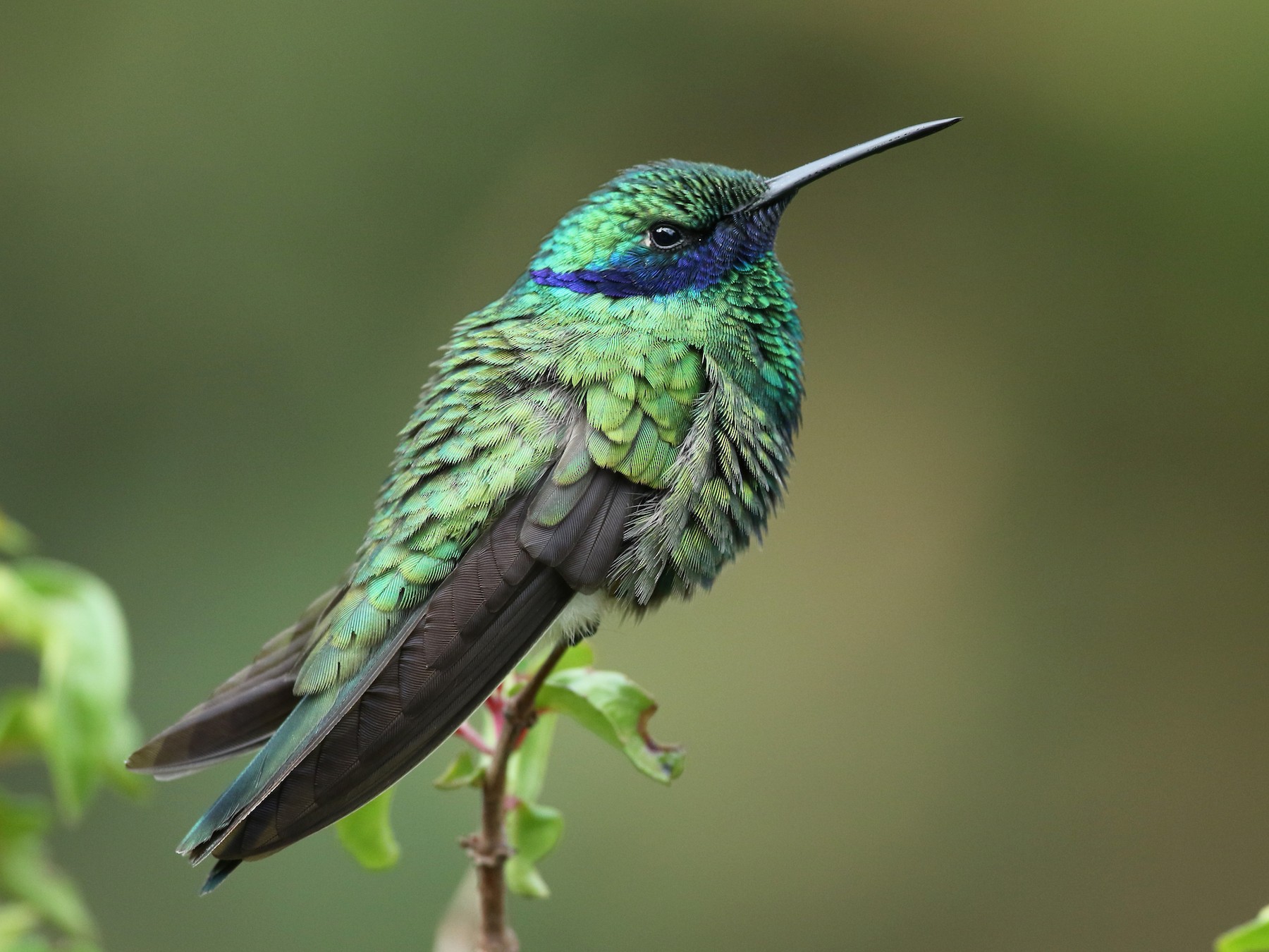 Sparkling Violetear - eBird