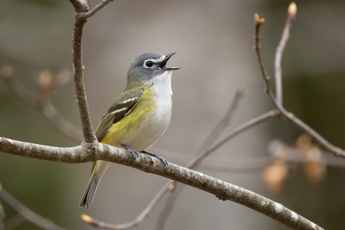 eBird Checklist - 3 May 2023 - Kingston - trail southeast of Paragon ...