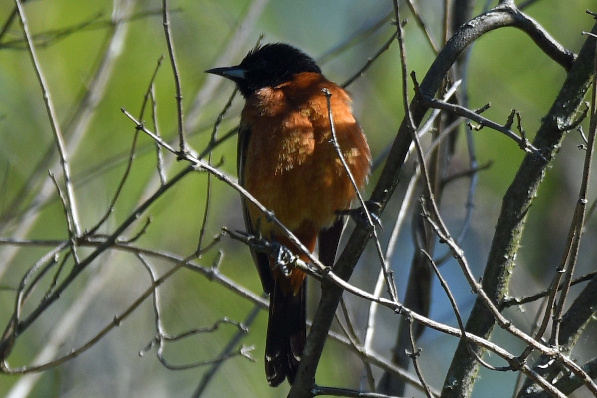 North Carolina Bird Atlas Checklist - 3 May 2023 - Little Tennessee ...