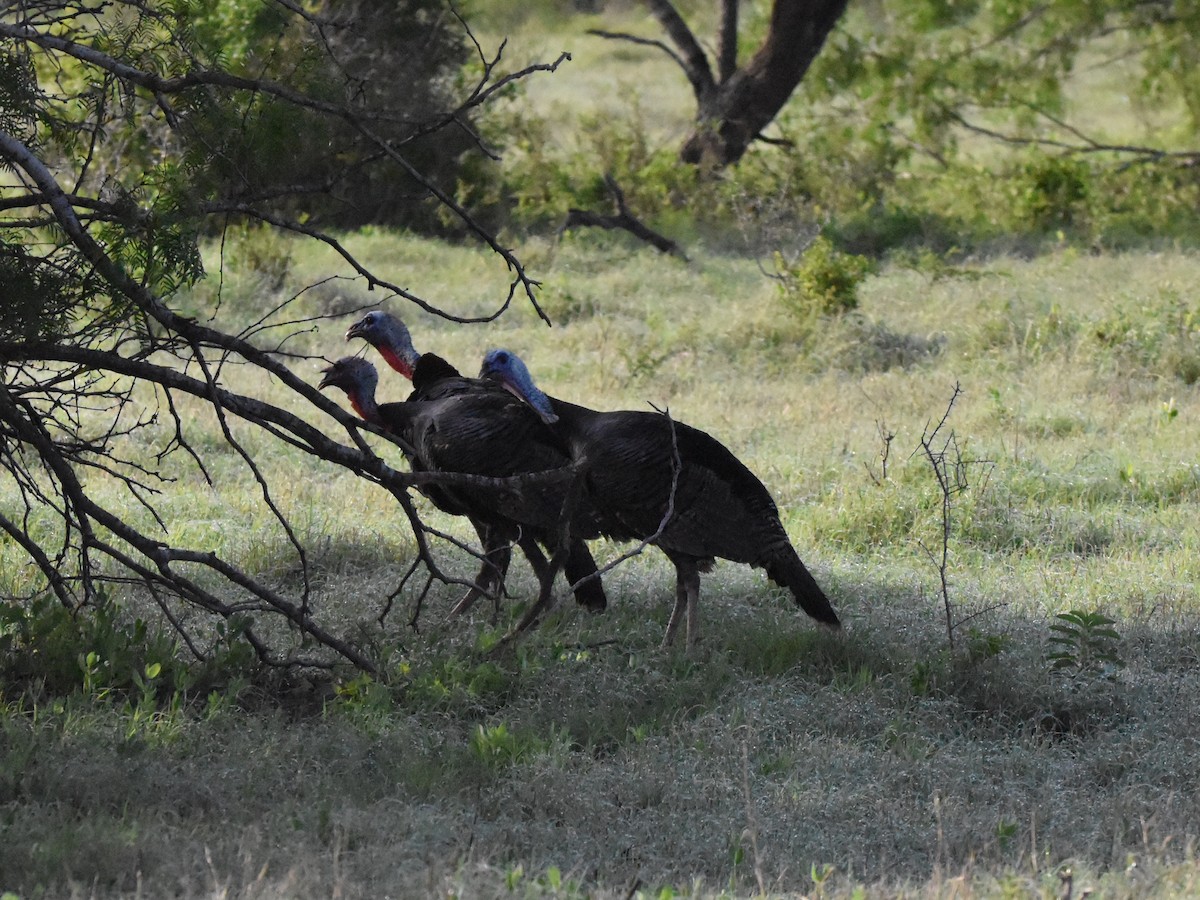 eBird Checklist - 28 Apr 2023 - King Ranch--Norias Division (Kenedy Co ...