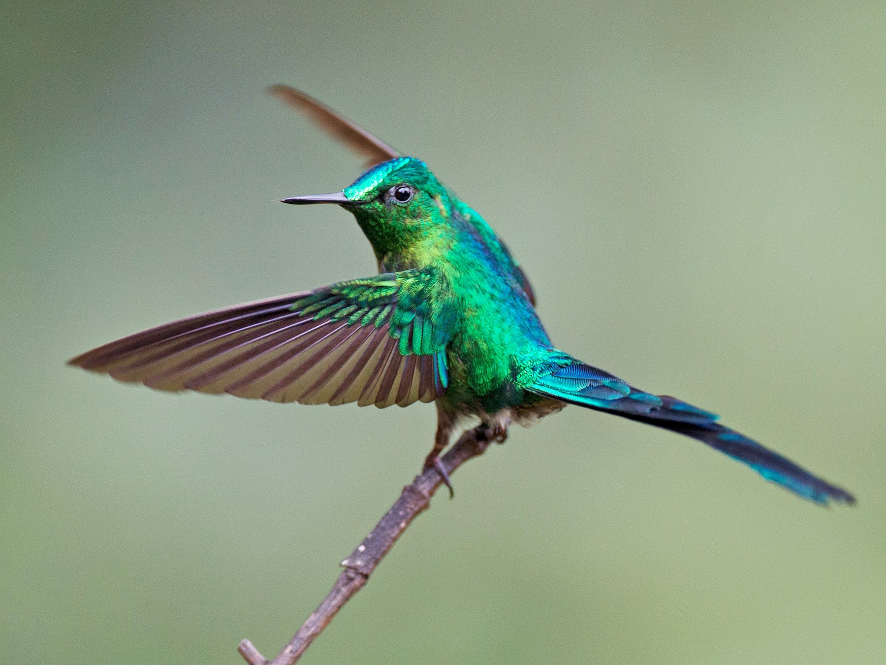Long-tailed Sylph - eBird
