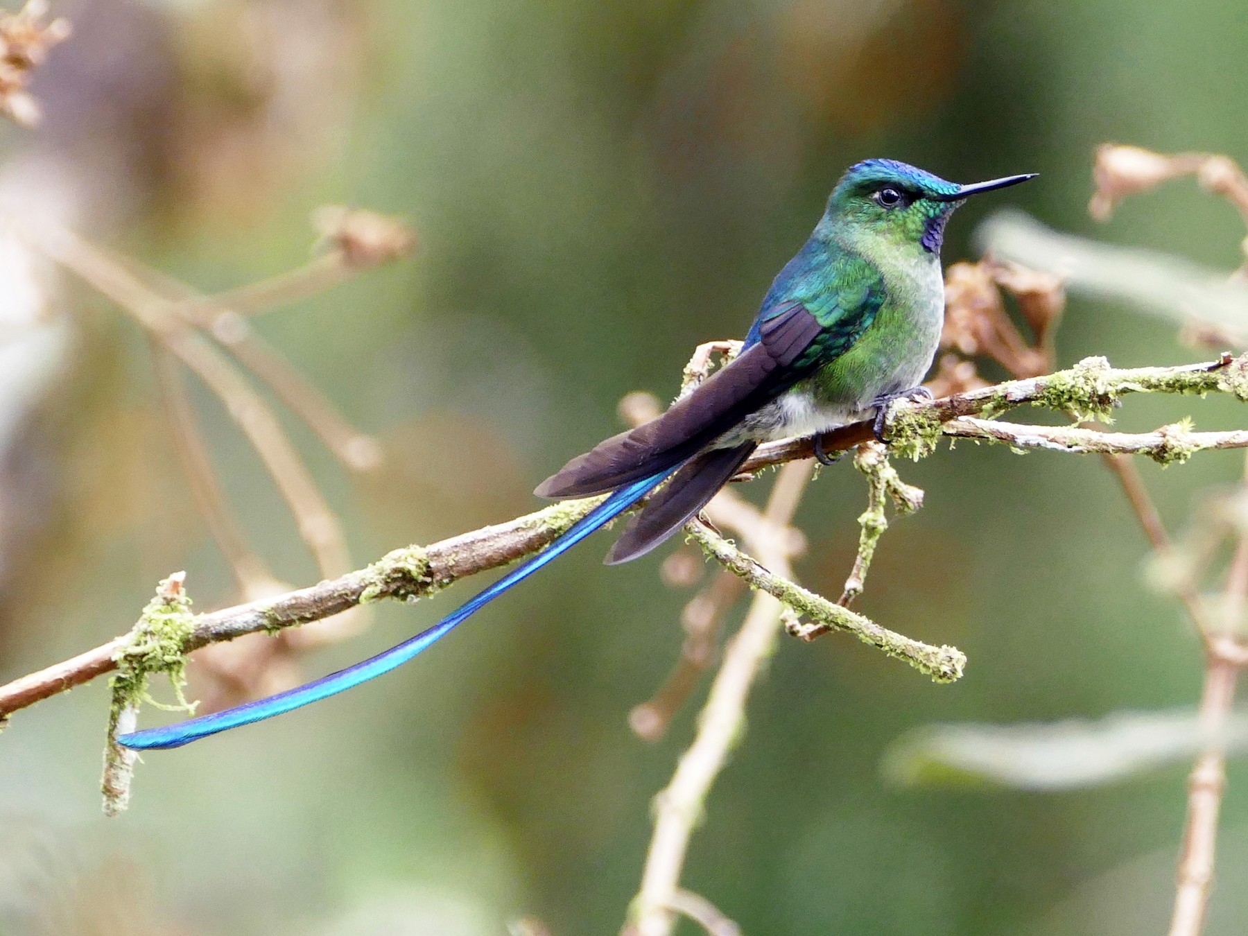 Long-tailed Sylph - eBird