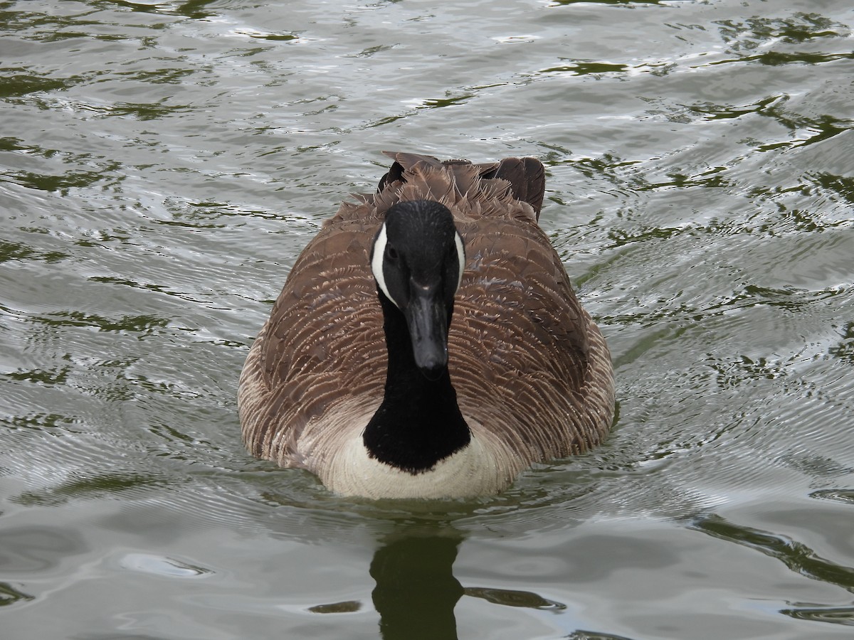 eBird Checklist - 3 May 2023 - Gypsy Hill Park - 10 species