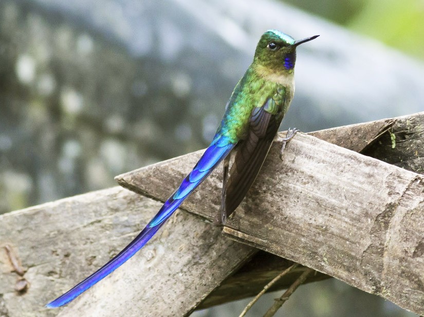 Violet-tailed Sylph - eBird