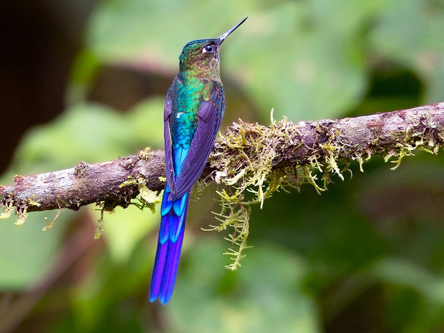 Violet-tailed Sylph - eBird