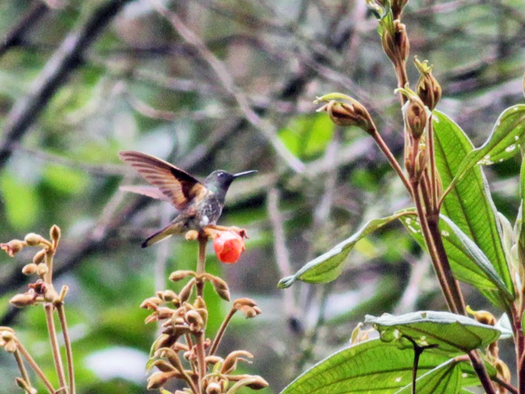 Buff-tailed Coronet - eBird