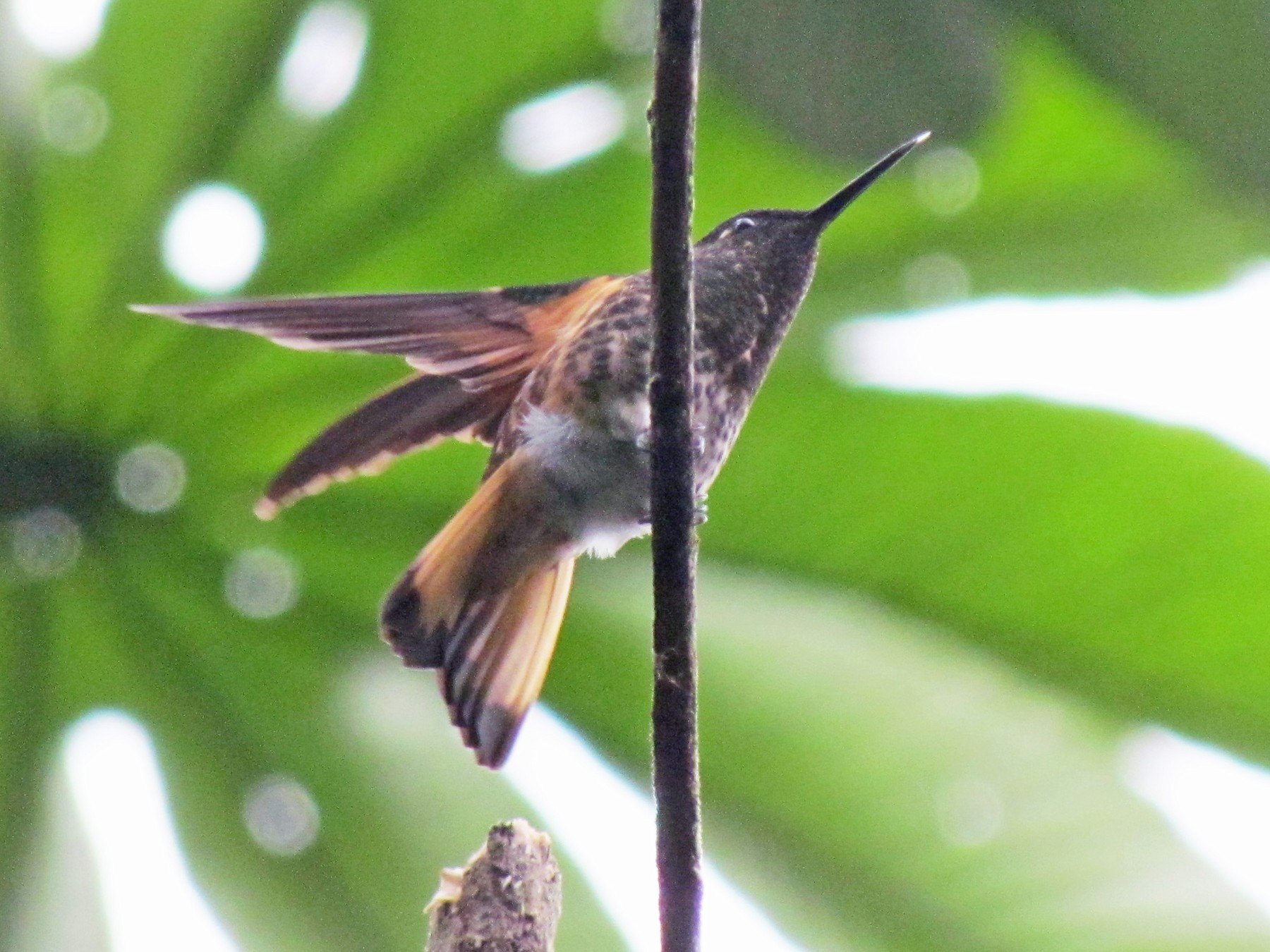 Buff-tailed Coronet - eBird