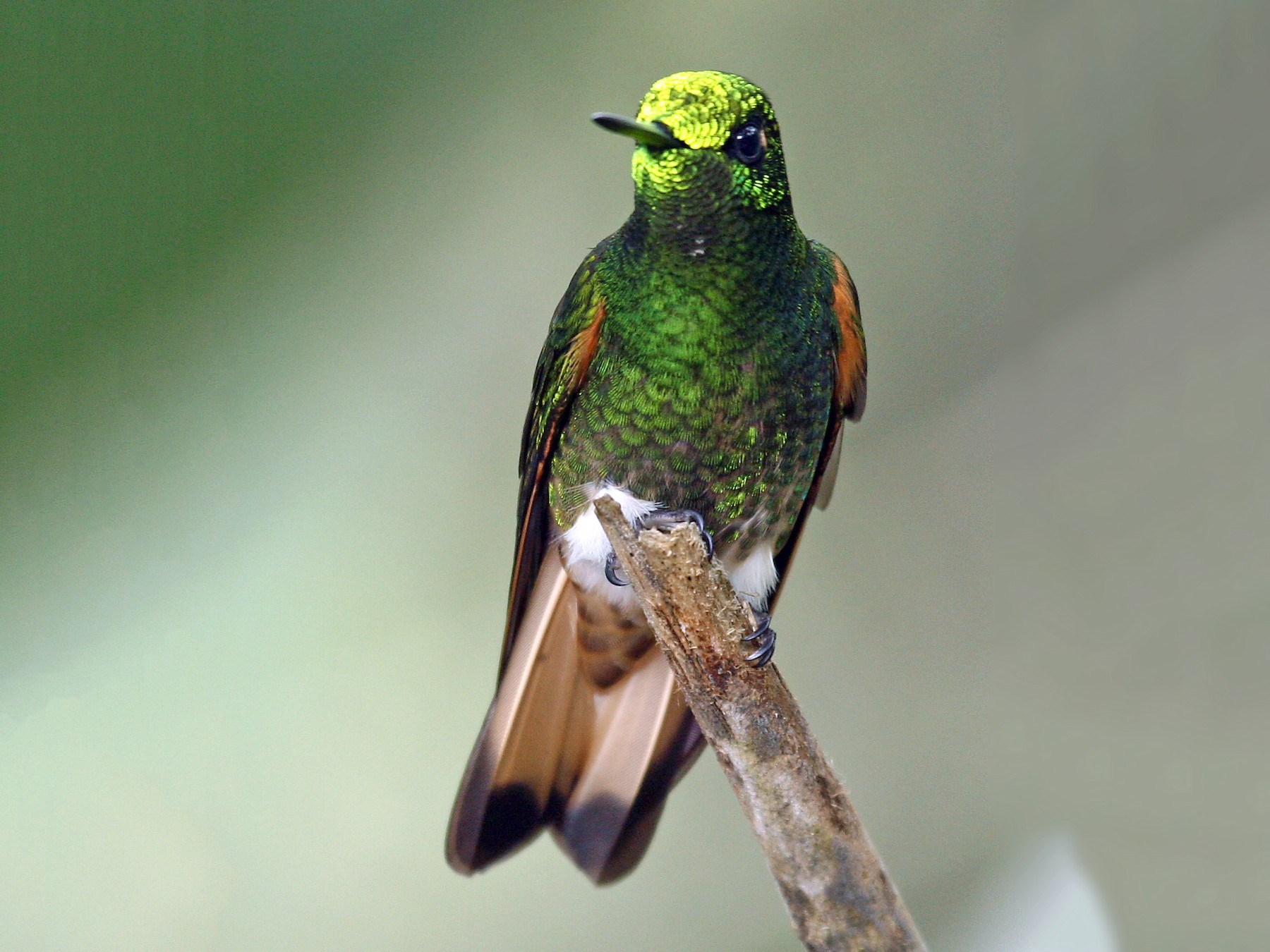 Buff-tailed Coronet - eBird