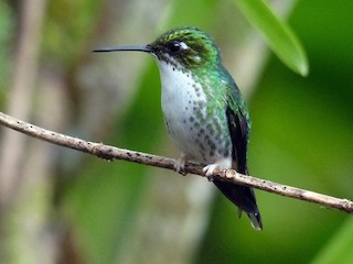 White-booted Racket-tail - eBird