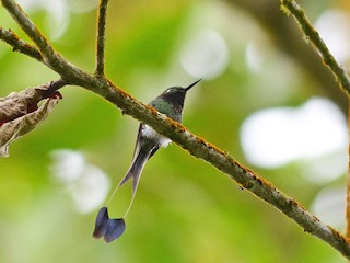White-booted Racket-tail - eBird
