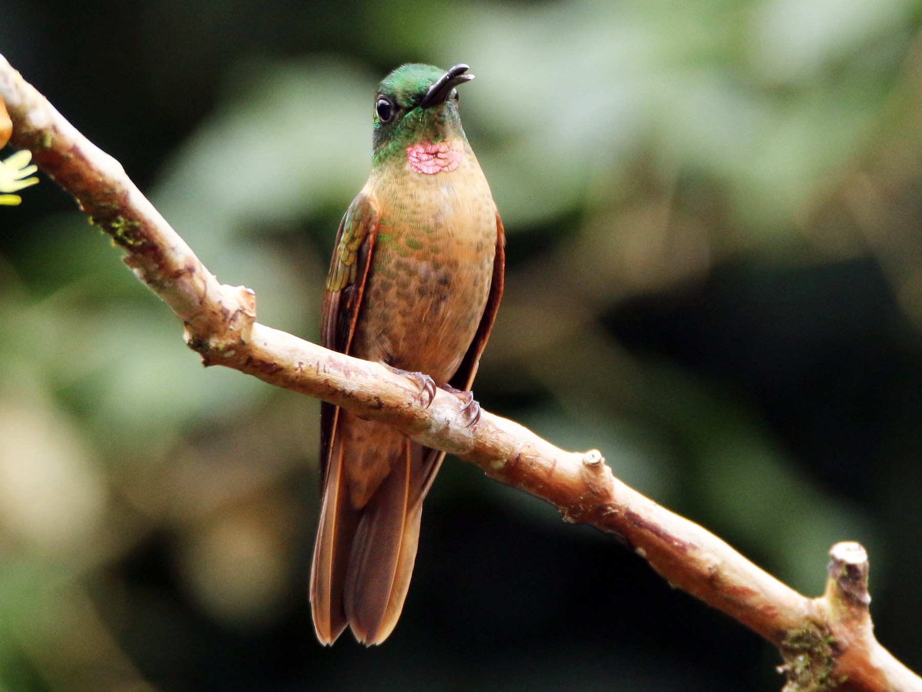 Fawn-breasted Brilliant - eBird