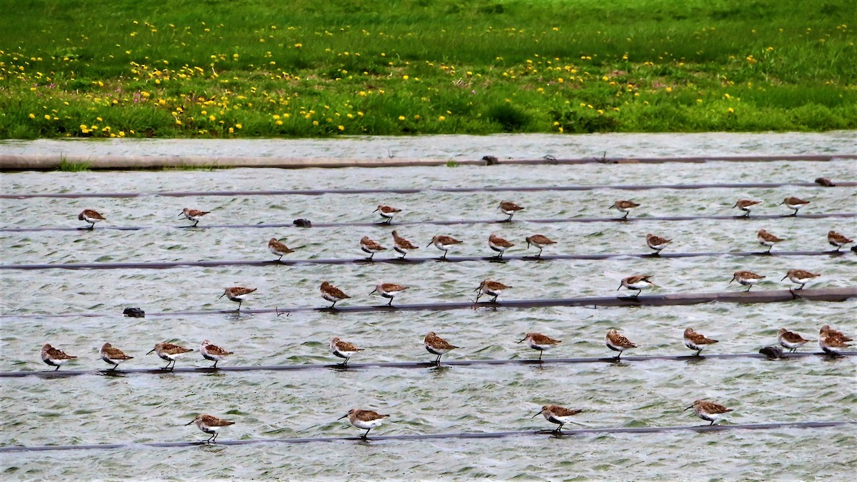 eBird Checklist - 3 May 2023 - Blenheim Sewage Lagoons - 26 species
