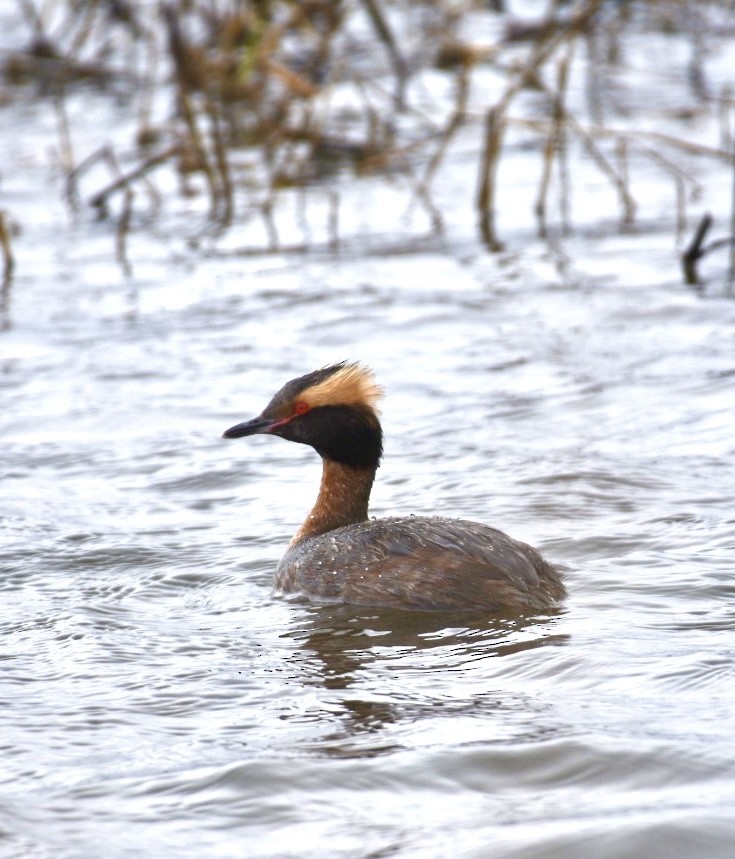eBird Checklist - 2 May 2023 - Ottawa NWR -- wildlife dr - 23 species