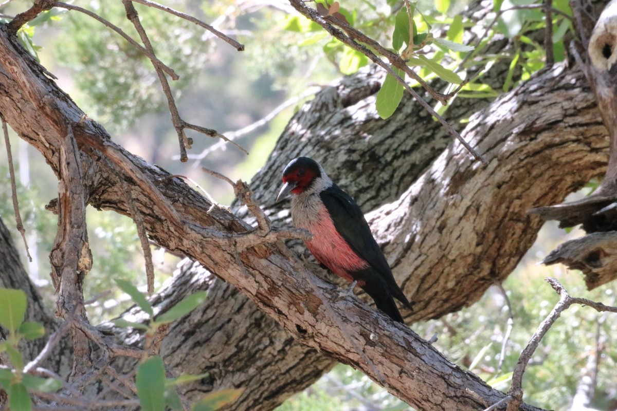 eBird Checklist - 26 Apr 2023 - Madera Canyon--Santa Rita Lodge - 15 ...