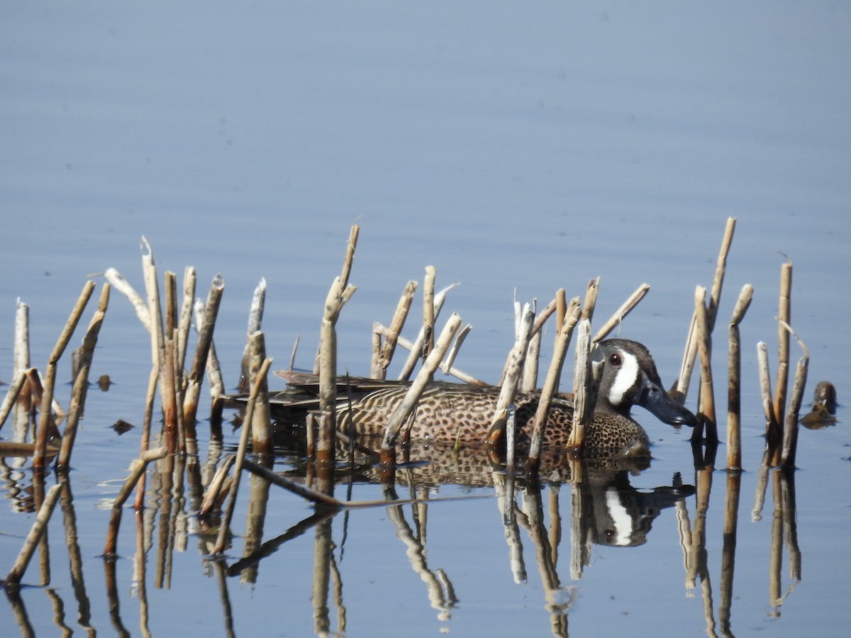 eBird Checklist - 3 May 2023 - Little Rascals Fishing Area - 13 species