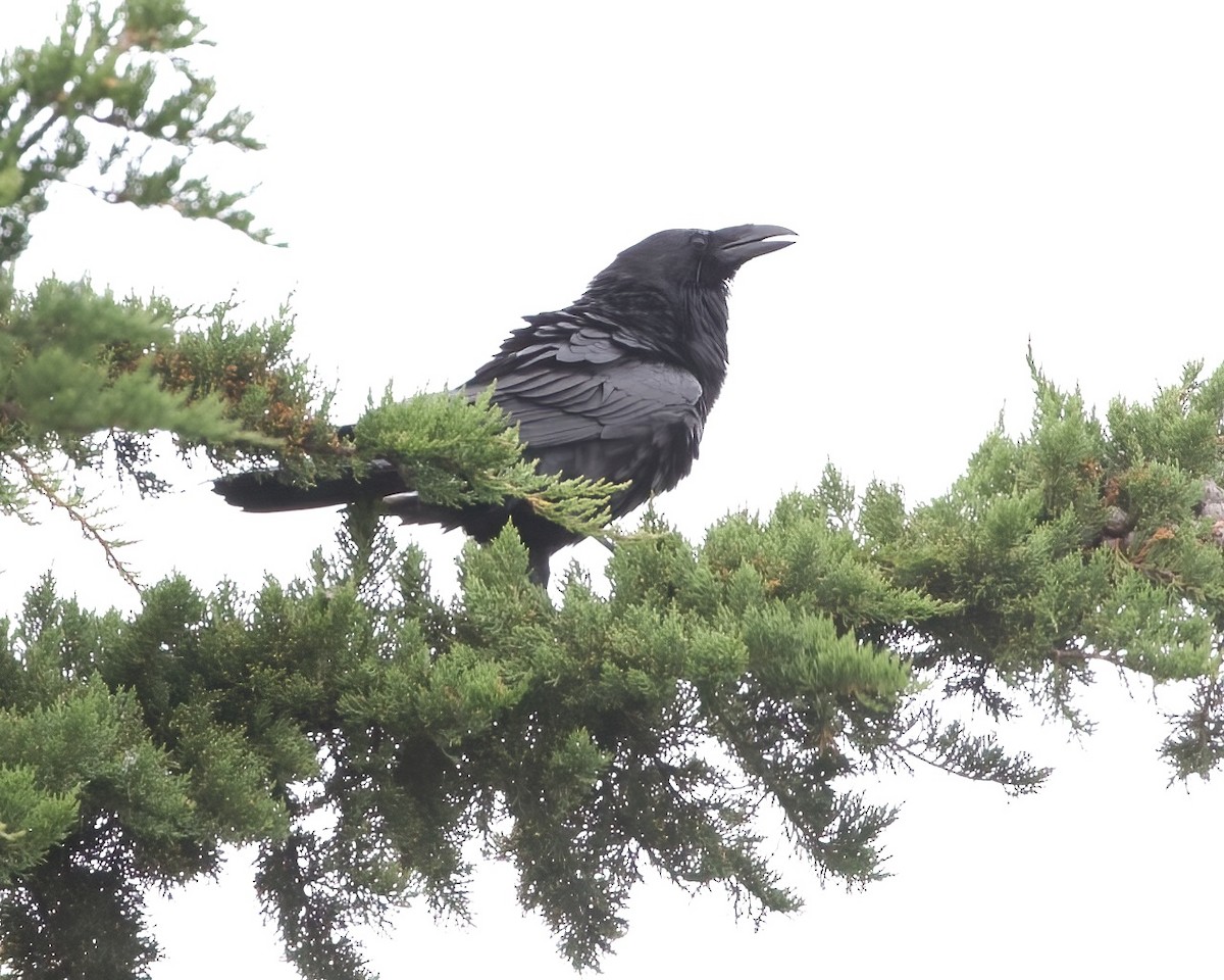 eBird Checklist - 3 May 2023 - Hatton Canyon and/or Barnyard willows ...