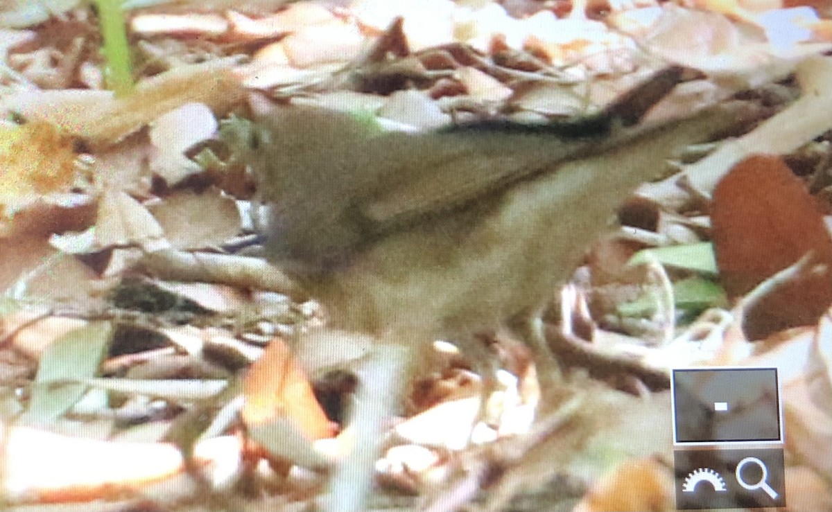 eBird Checklist - 3 May 2023 - Margaret Buschman Park - 32 species