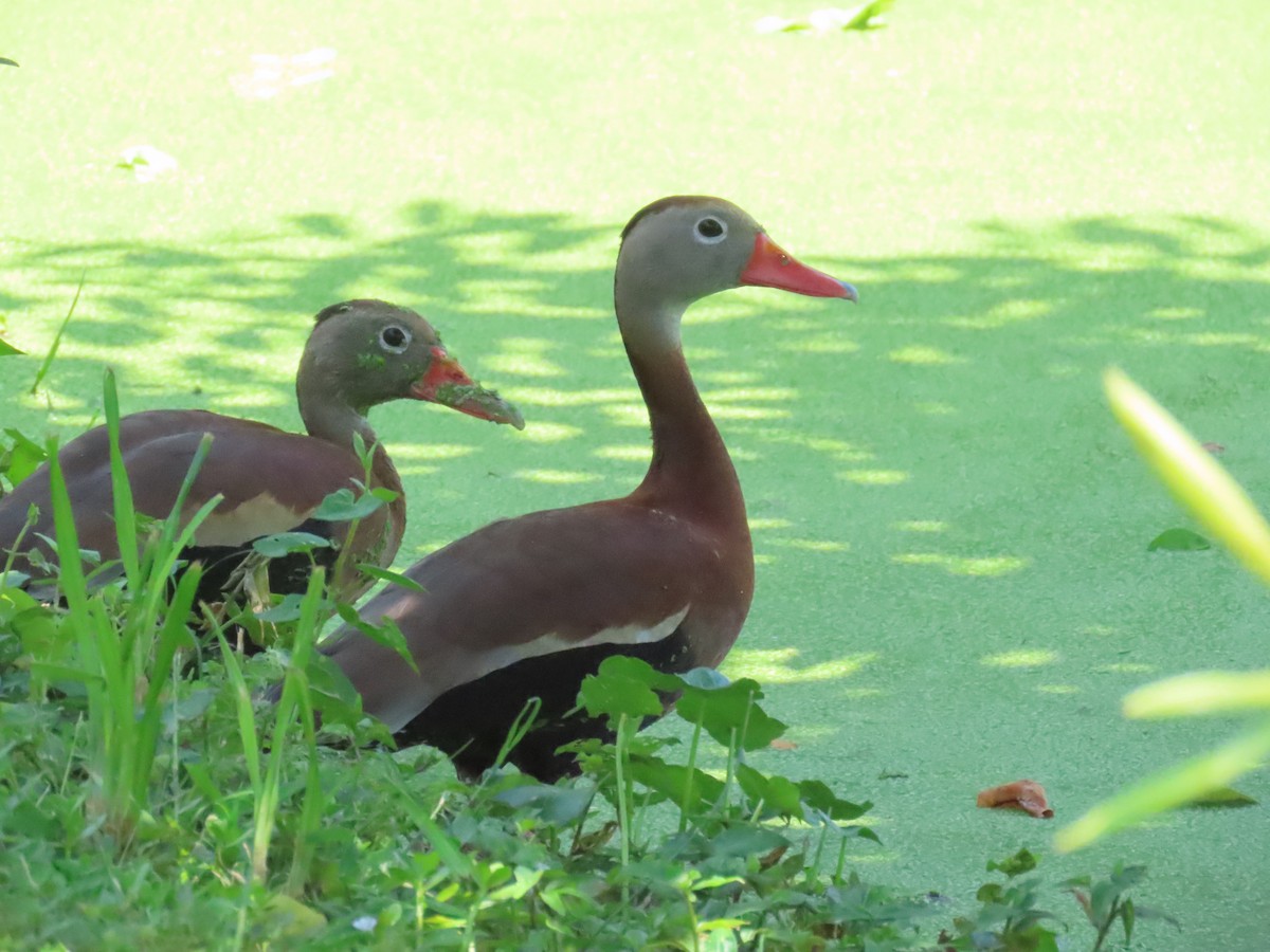 eBird Checklist - 3 May 2023 - Peaceful Waters Sanctuary - 21 species