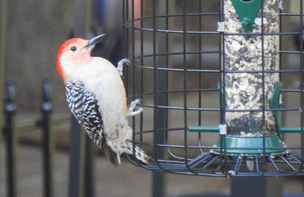 eBird Checklist - 3 May 2023 - Home, Kitty Hawk Bay Dr., Colington ...