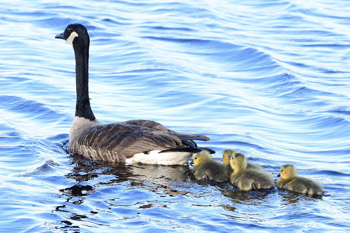 eBird Checklist - 3 May 2023 - Chincoteague NWR--Wildlife Loop - 23 species
