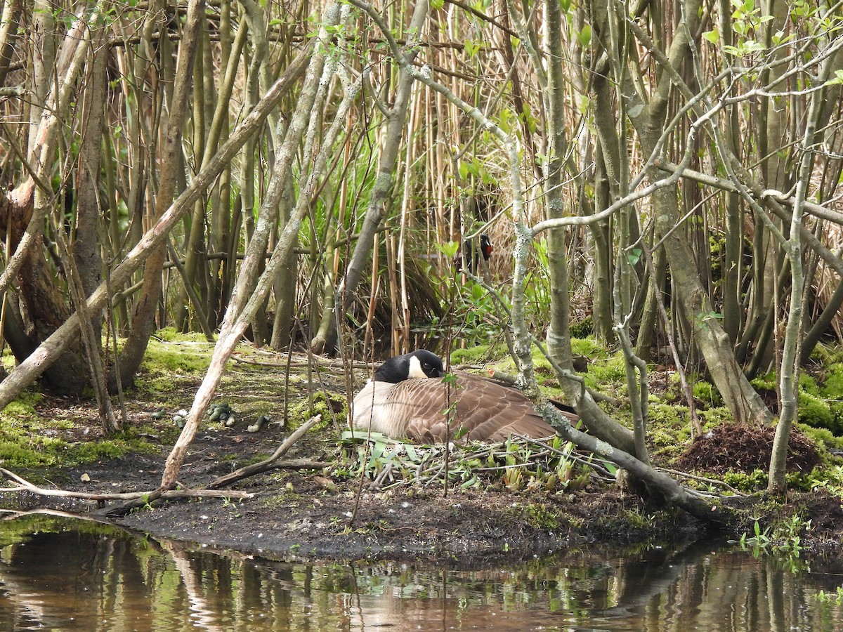 New York Breeding Bird Atlas Checklist - 3 May 2023 - Shu Swamp Nature ...