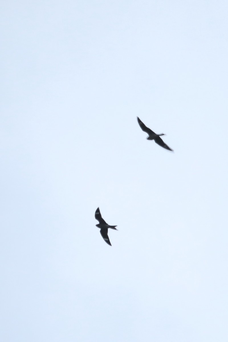 eBird Checklist - 29 Apr 2023 - W Farrel Rd - 2 species