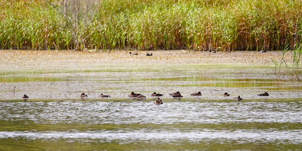 eBird Checklist - 30 Apr 2023 - Loveday Cove (Lake Cooby) - 44 species