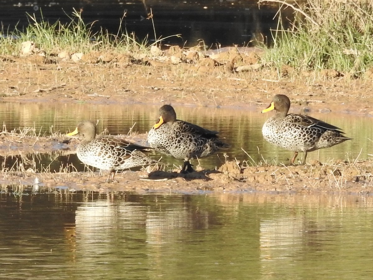 eBird Caribbean Checklist - 4 May 2023 - Matzikama, Vredendal ZA-WC -31 ...