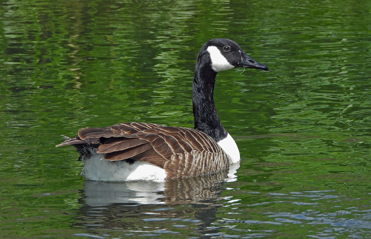eBird Checklist - 3 May 2023 - Croxley Common Moor LNR - 40 species
