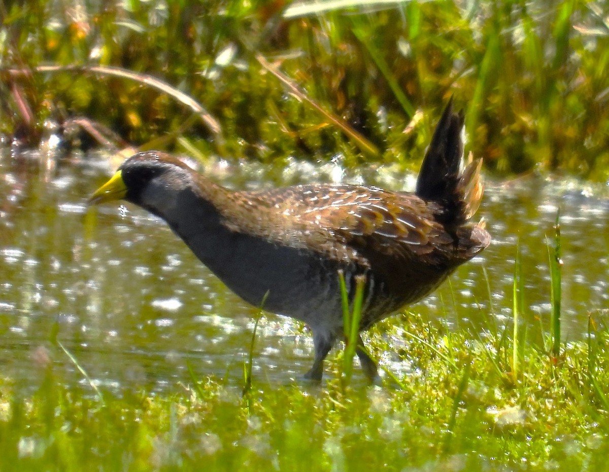 eBird Checklist - 3 May 2023 - Mobile Bay Causeway - 6 species