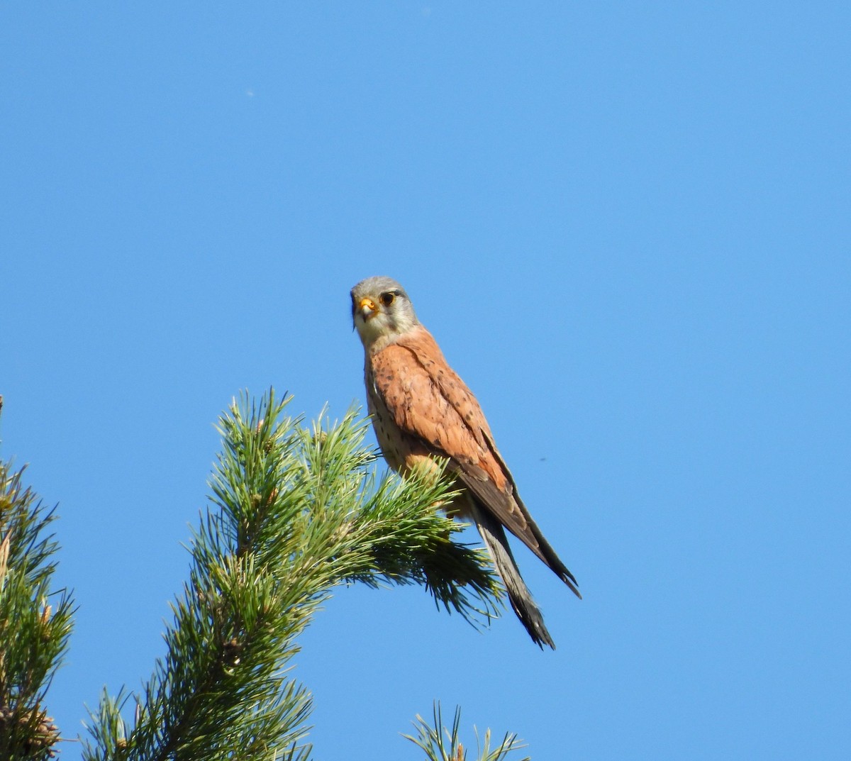 eBird Checklist - 4 May 2023 - PP Na Plachtě - 18 species