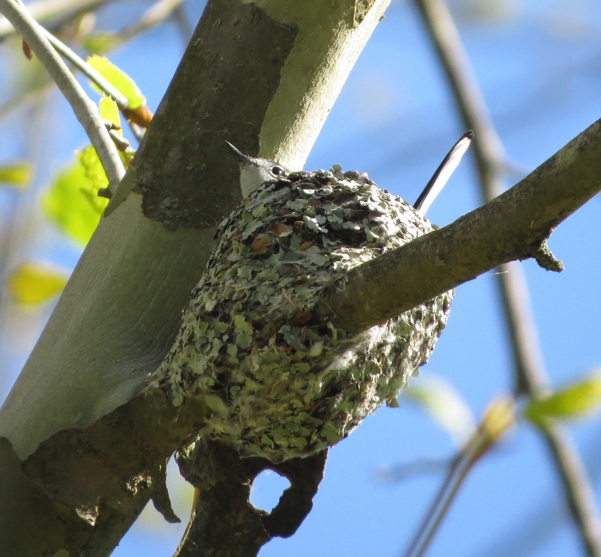 eBird Checklist - 4 May 2023 - Ashland Nature Center and Hawk Watch ...