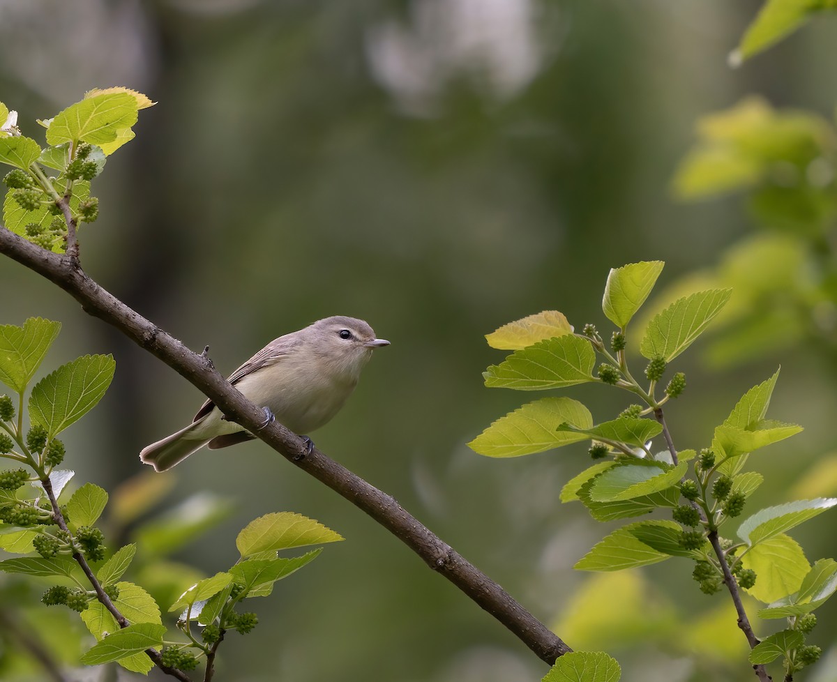 eBird Checklist - 4 May 2023 - Palmyra Cove Nature Park - 52 species