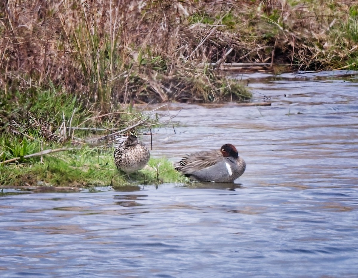 eBird Checklist - 3 May 2023 - Parker River NWR - 53 species
