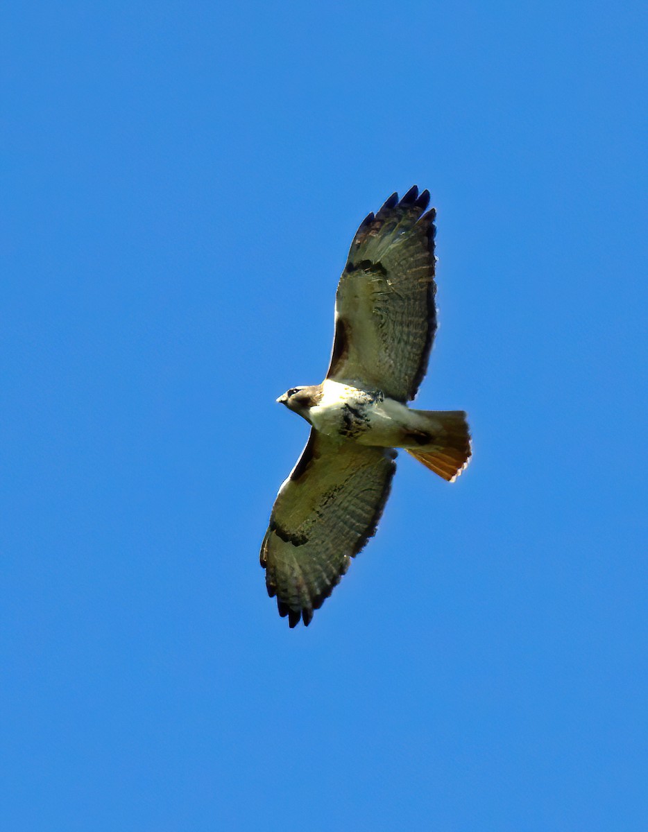 eBird Checklist - 4 May 2023 - Ashland Nature Center and Hawk Watch ...