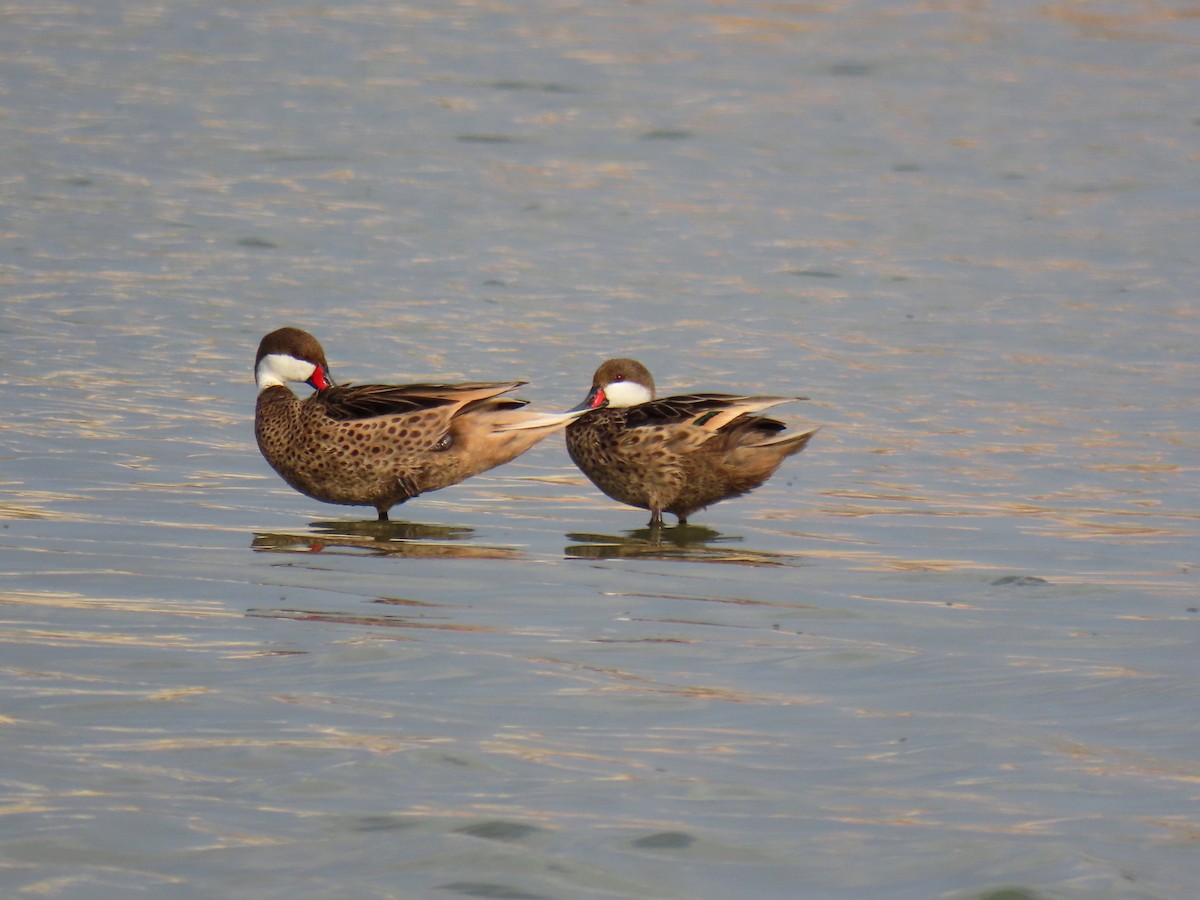 eBird Checklist - 1 May 2023 - Laguna Maurica - 31 species