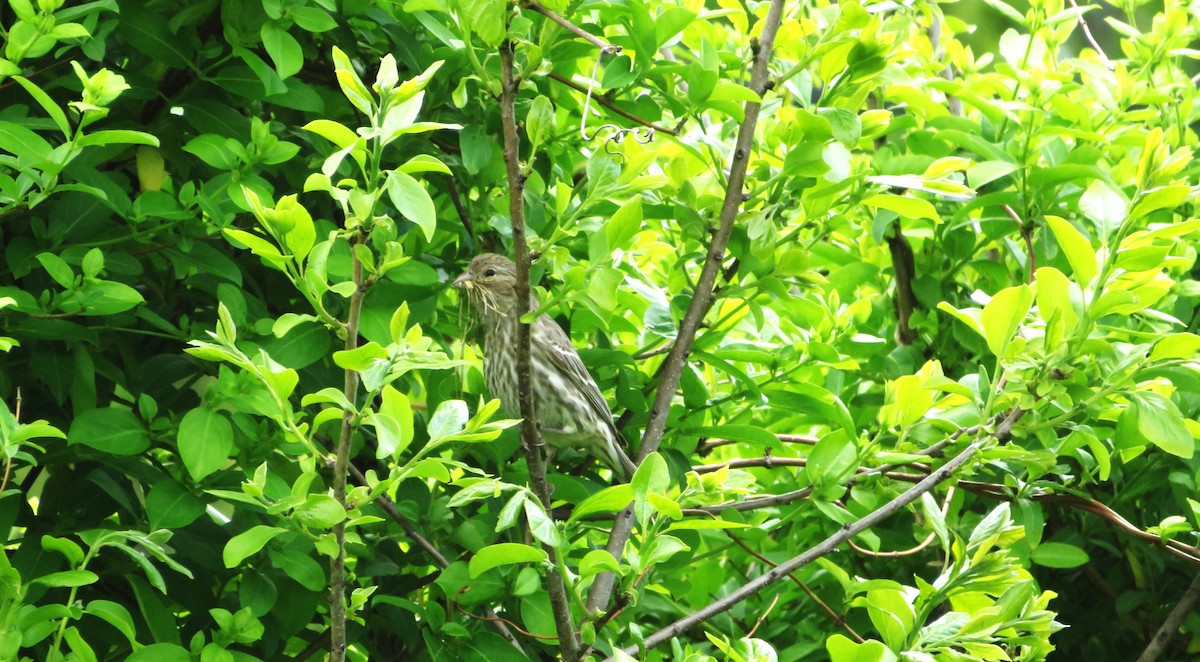 Maryland-DC Breeding Bird Atlas Checklist - 4 May 2023 - Batterbrook ...