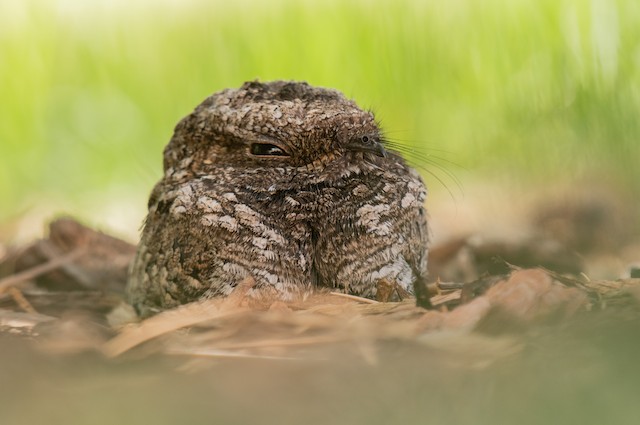 Common Poorwill Baby