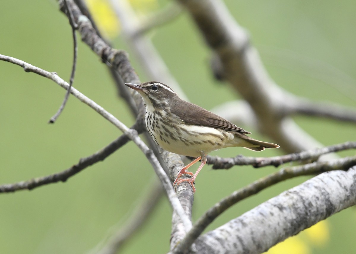 eBird Checklist - 4 May 2023 - Cook Mountain Preserve - 12 species