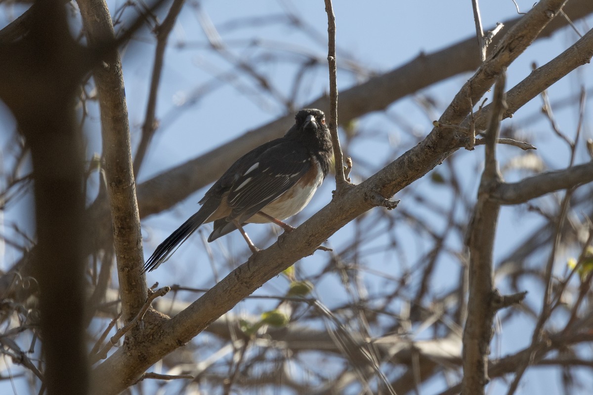 eBird Checklist - 3 May 2023 - Mormon Island SRA - 18 species (+1 other ...