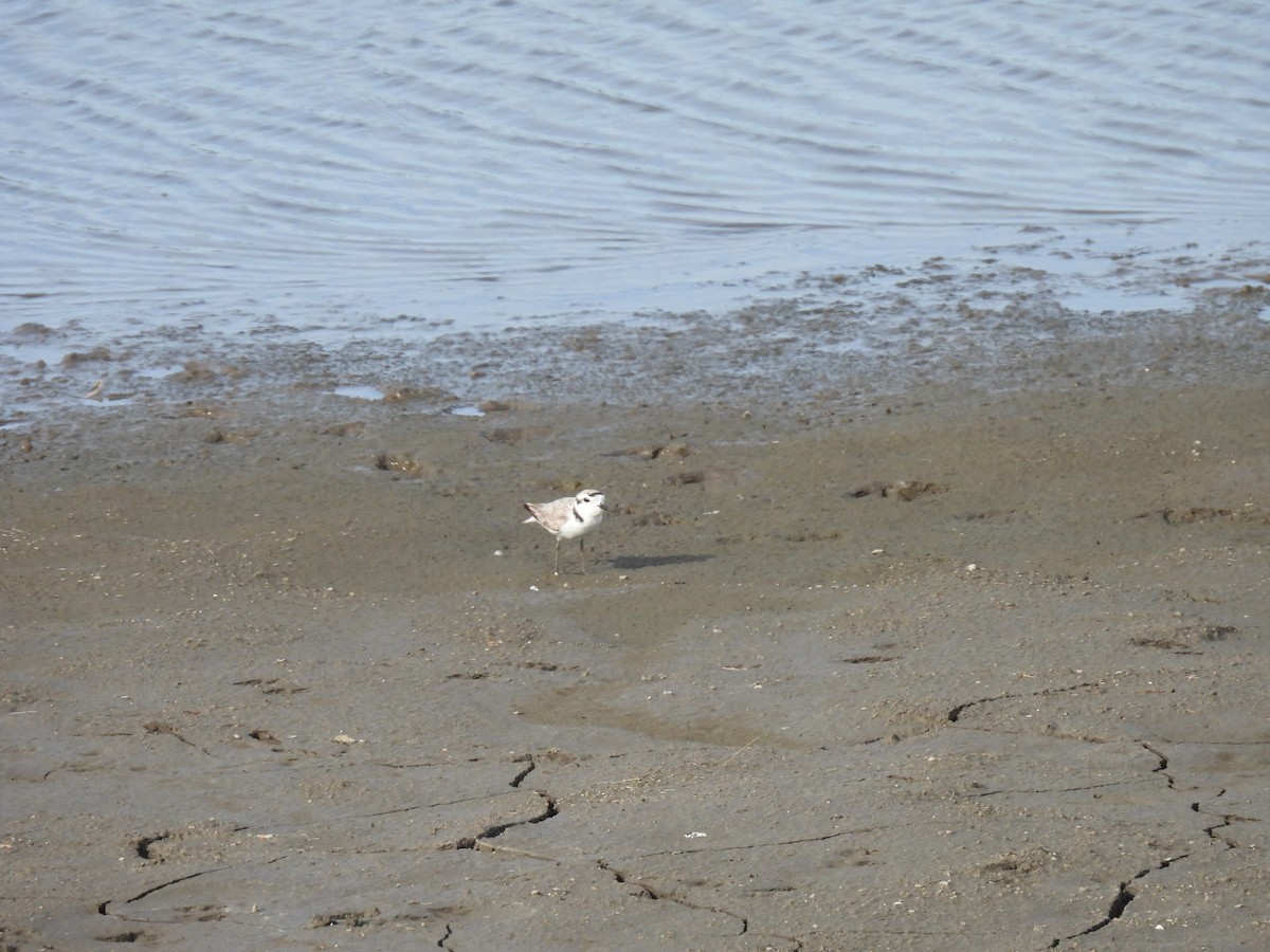 eBird Checklist - 4 May 2023 - Riverlands Migratory Bird Sanctuary - 19 ...