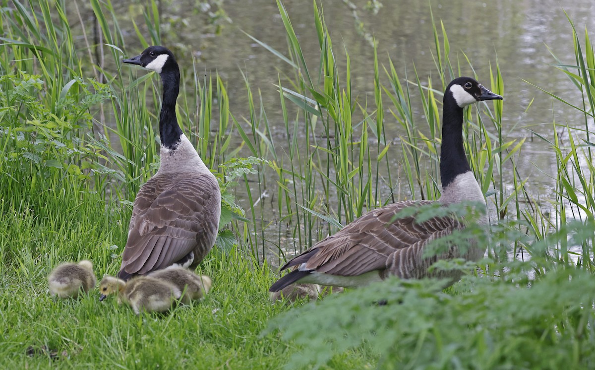 eBird Checklist - 4 May 2023 - Ham Wall RSPB Reserve - 51 species