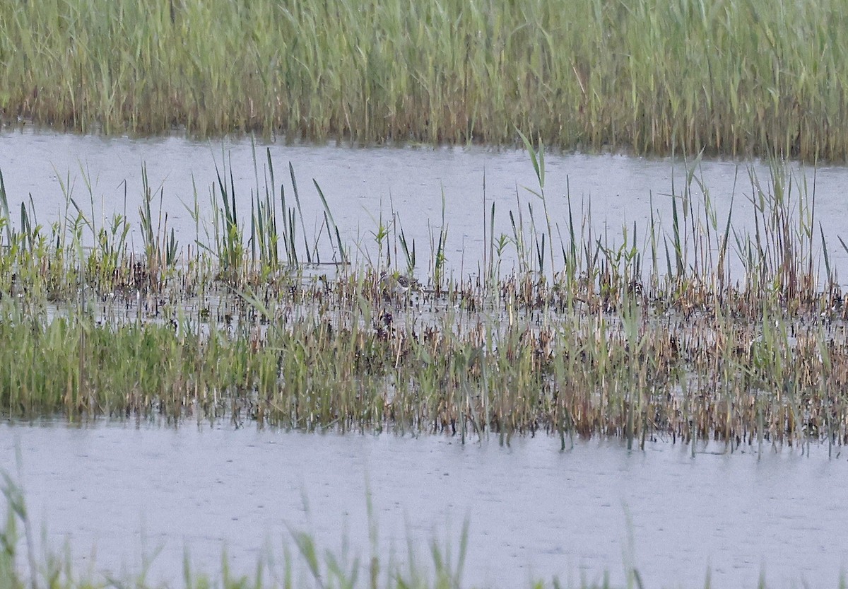 eBird Checklist - 4 May 2023 - Ham Wall RSPB Reserve - 48 species