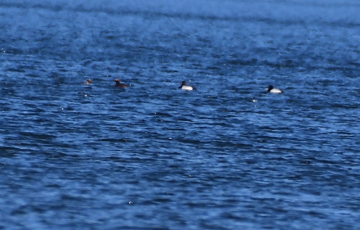 eBird Checklist - 4 May 2023 - Mayne Beach, Shell Lake WI - 7 species