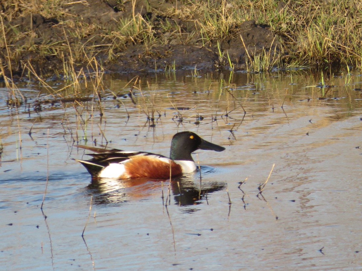 eBird Checklist - 4 May 2023 - Regina Beach - 8 species