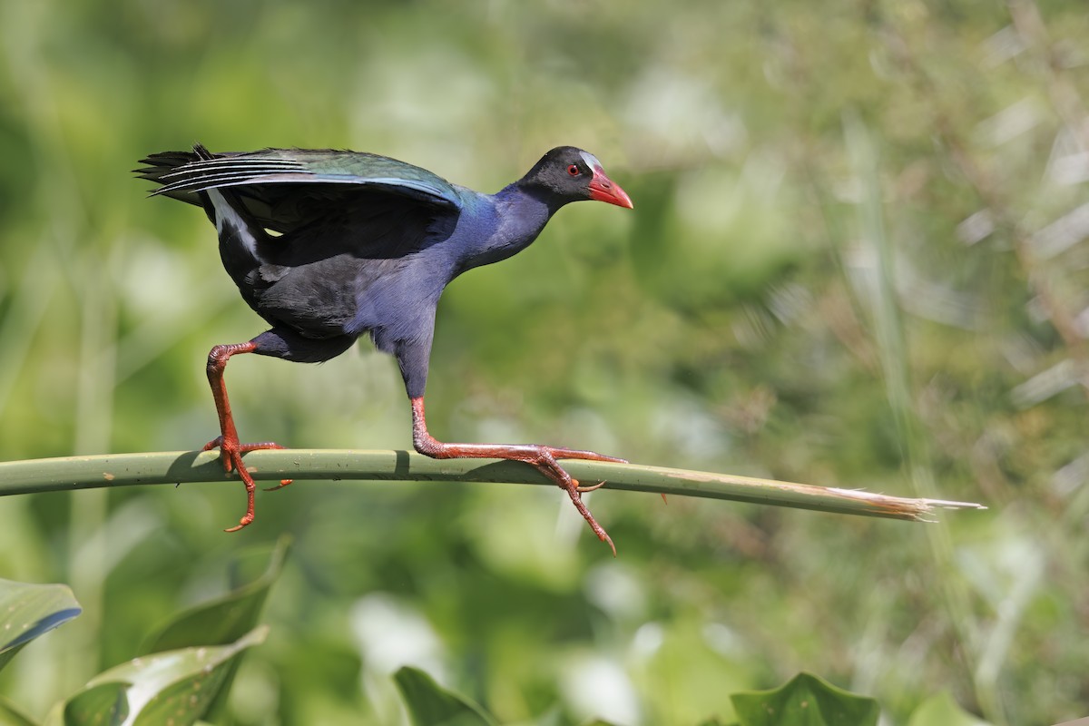 eBird Checklist - 1 May 2023 - Liwonde Safari camp Shire river - 20 species